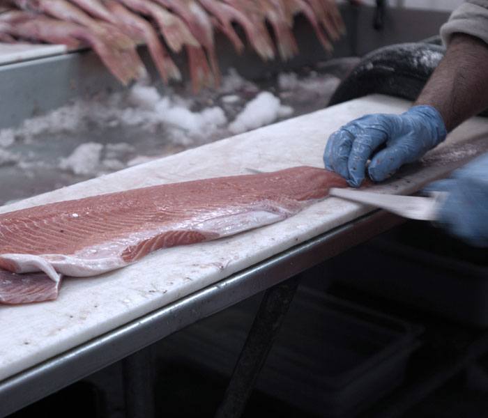 Analyse de la chair de poisson et contrôle de la qualité du produit ...