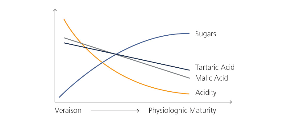 Improve your winemaking with wine quality analysis