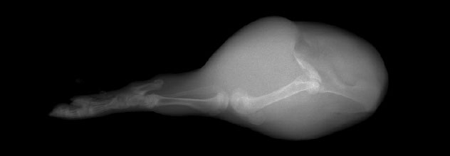X-ray technology for routine analysis of fat in meat